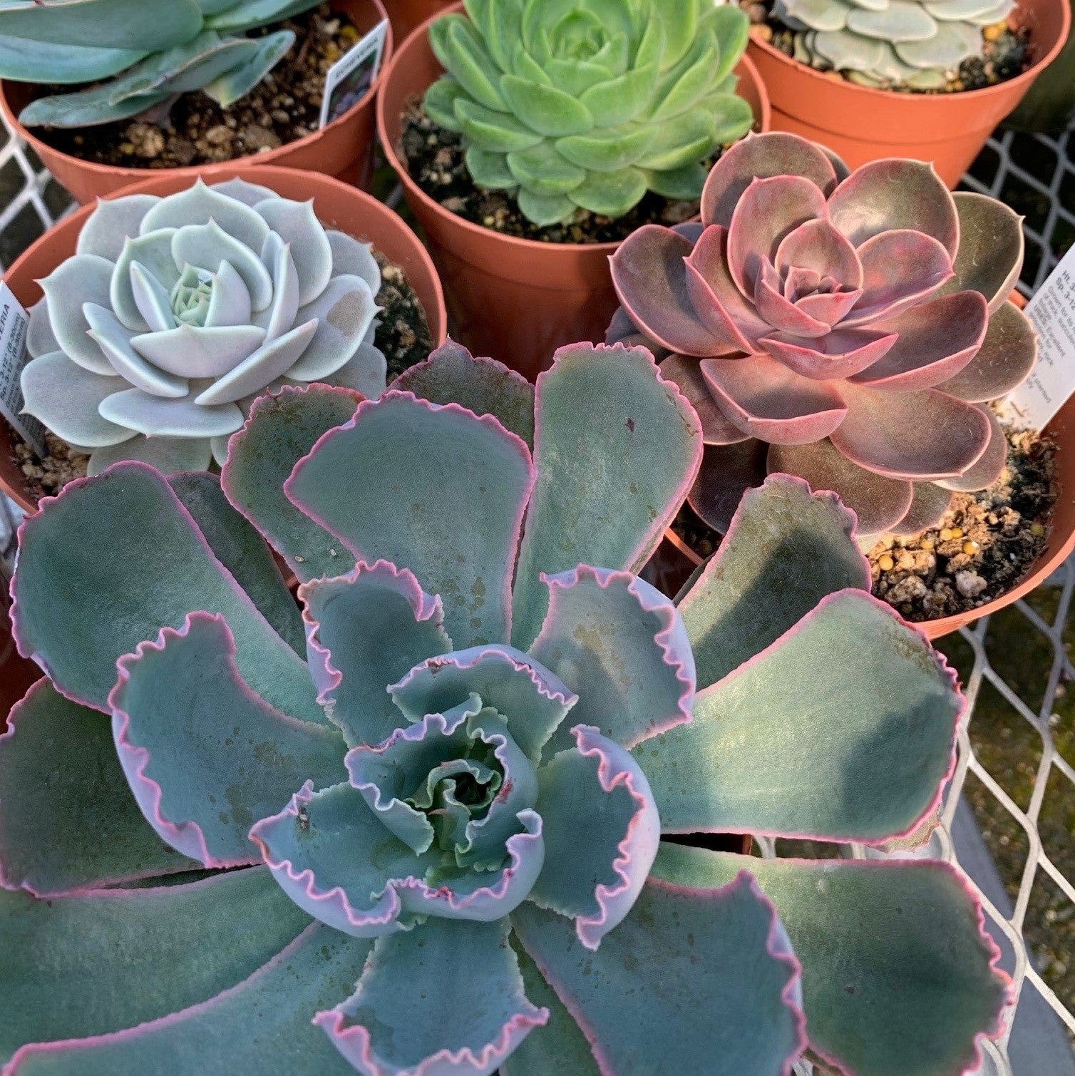 LWTech Plant Sale – LWTechPlantSale